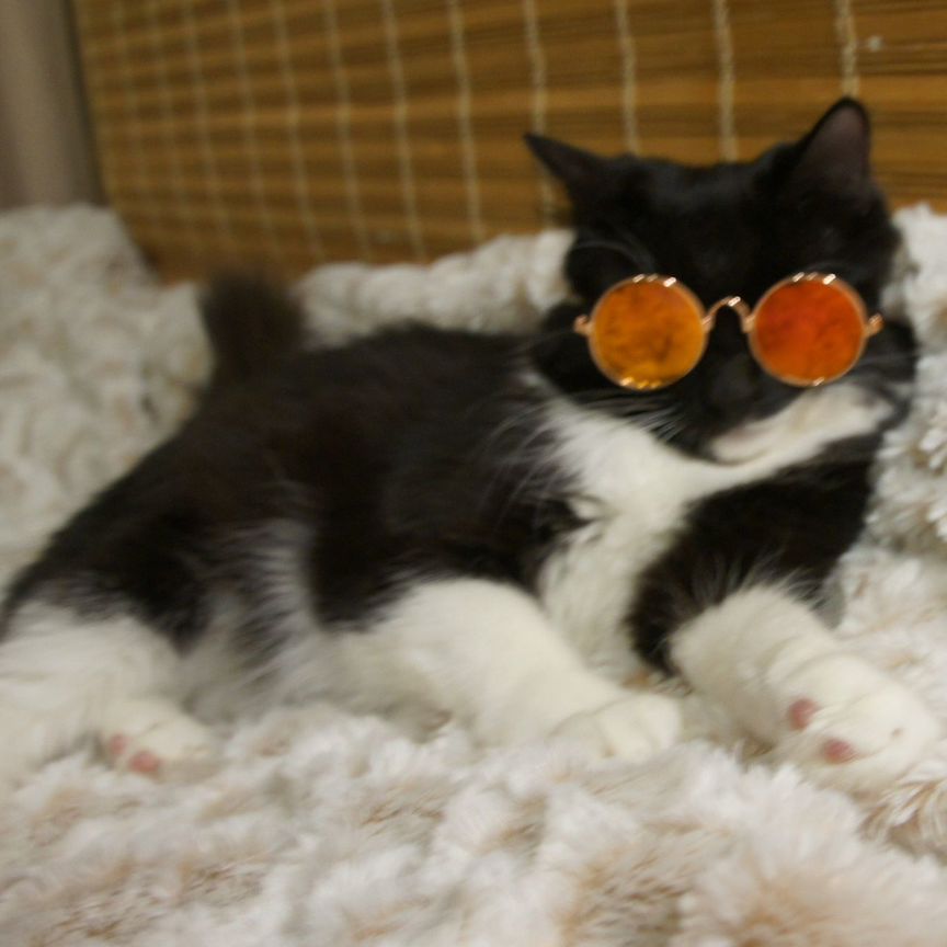 Потрясающая кошечка
