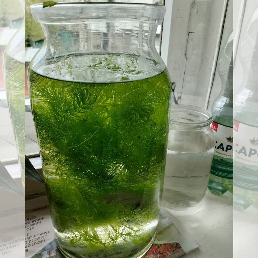 Водоросли для аквариума