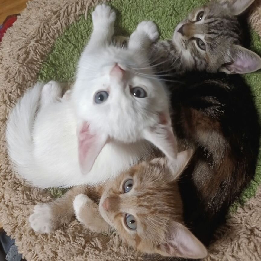 Котята в добрые руки