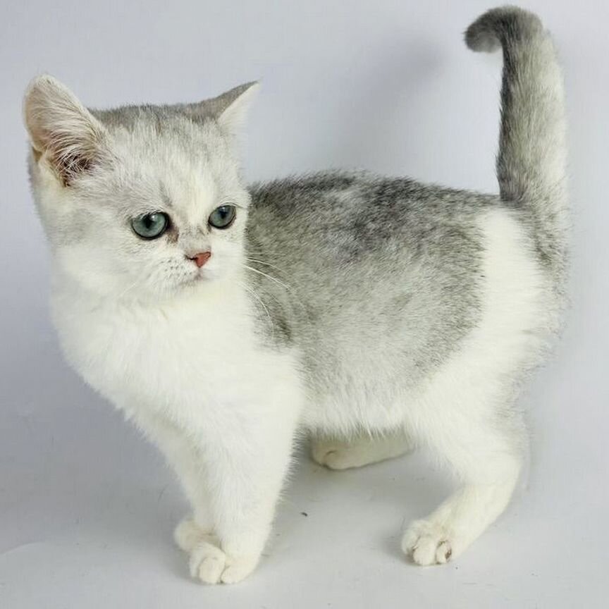 Шотладские котята