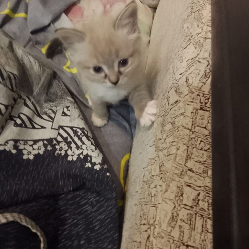 Отдам котят в добрые руки