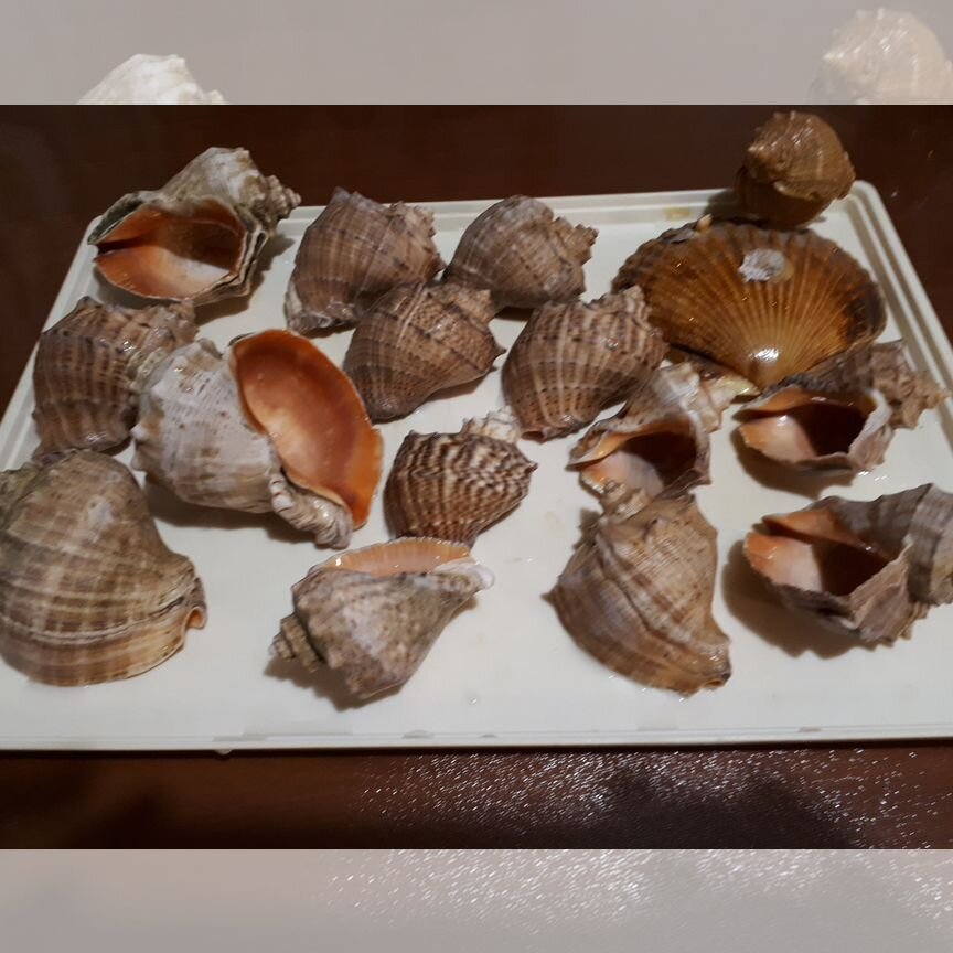 Ракушки для аквариума