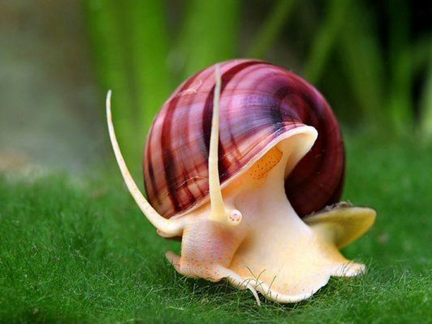 Улитки ампулярии