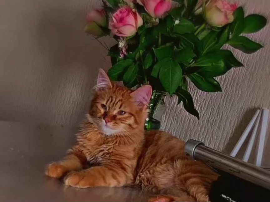 Денежный котик