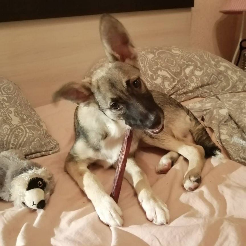 Малышка Буся ищет дом