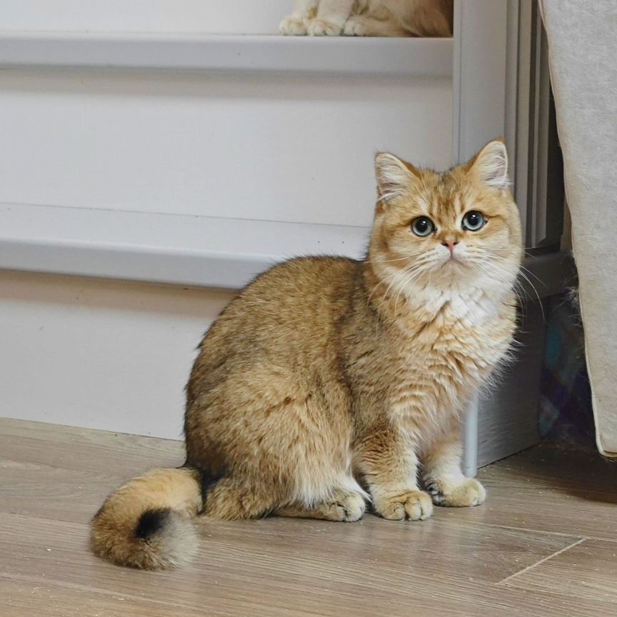 Британский золотой мальчик Вини