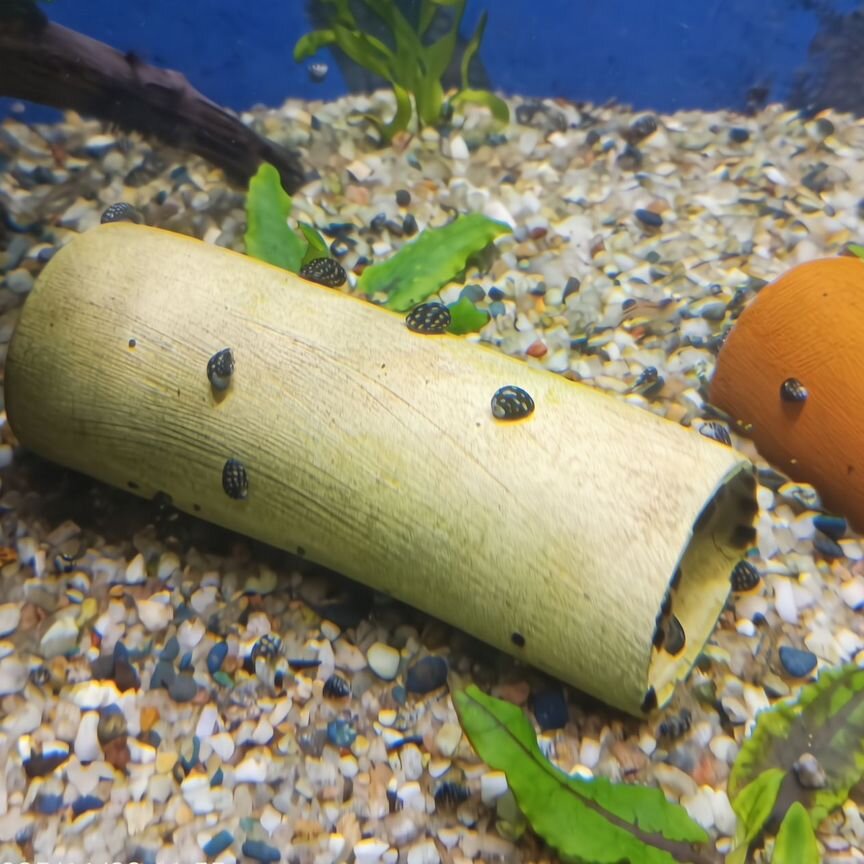 Теодоксус улитка