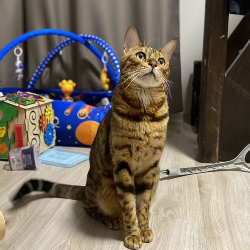 Отдам кота