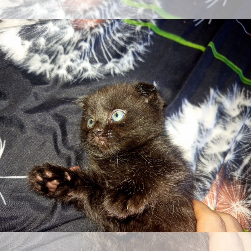 Шатланские вислоухие котята