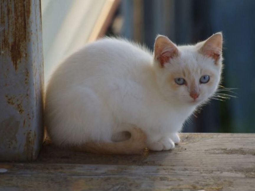 Котенок в добрые руки