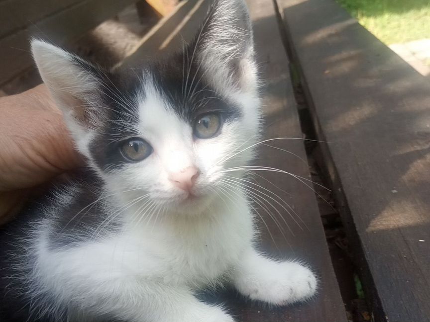 Котенок девочка 2 месяца