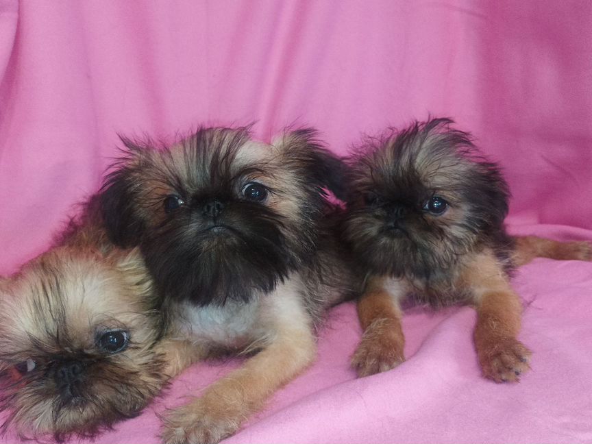 Брюссельский гриффон щенки