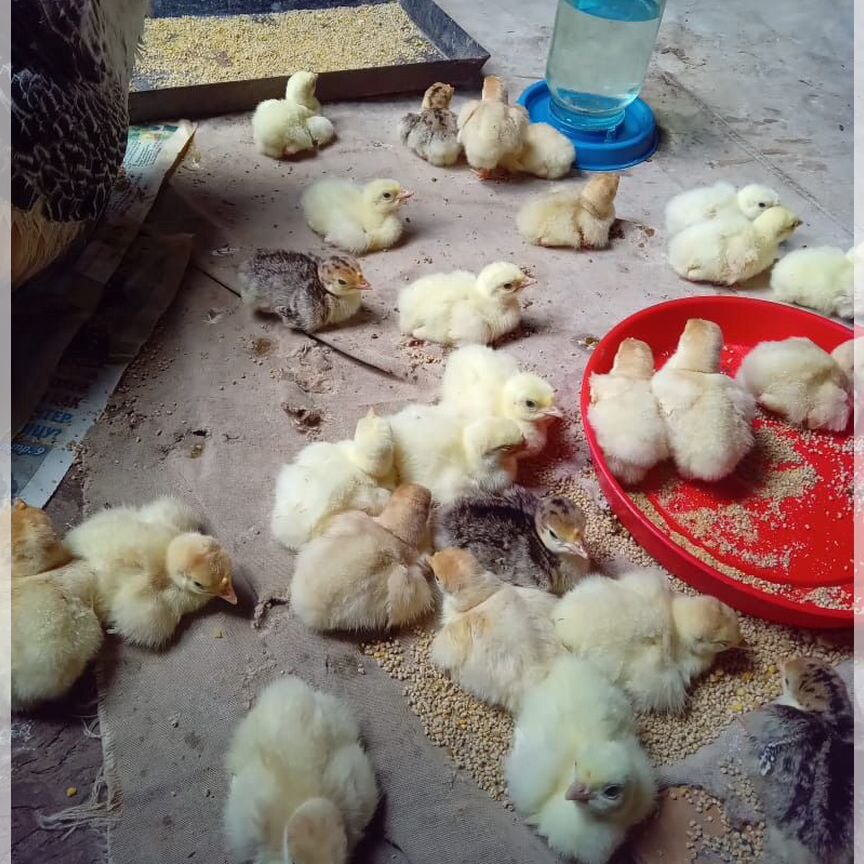 Индюшата суточные домашние