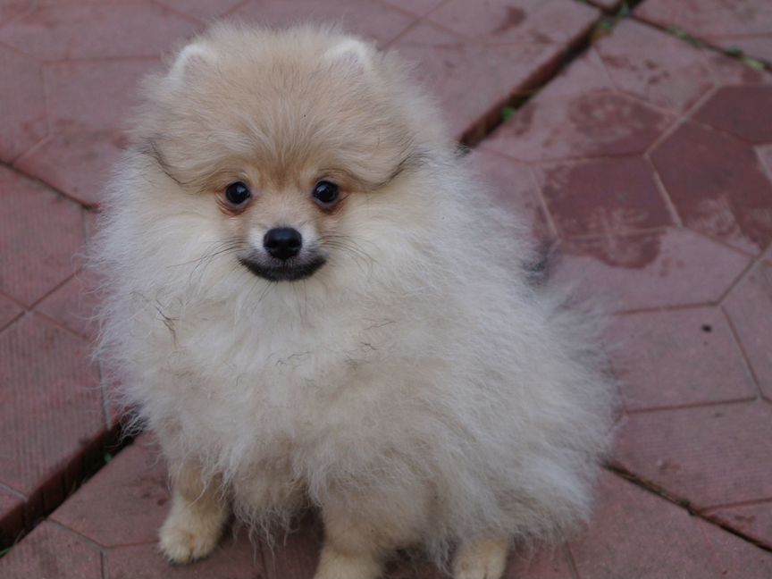 Кремовое пушистое чудо- мальчик шпиц
