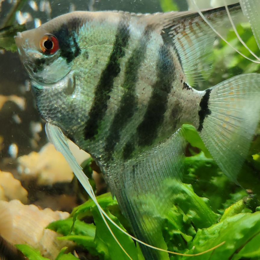 Продам аквариумных рыбок скалярий