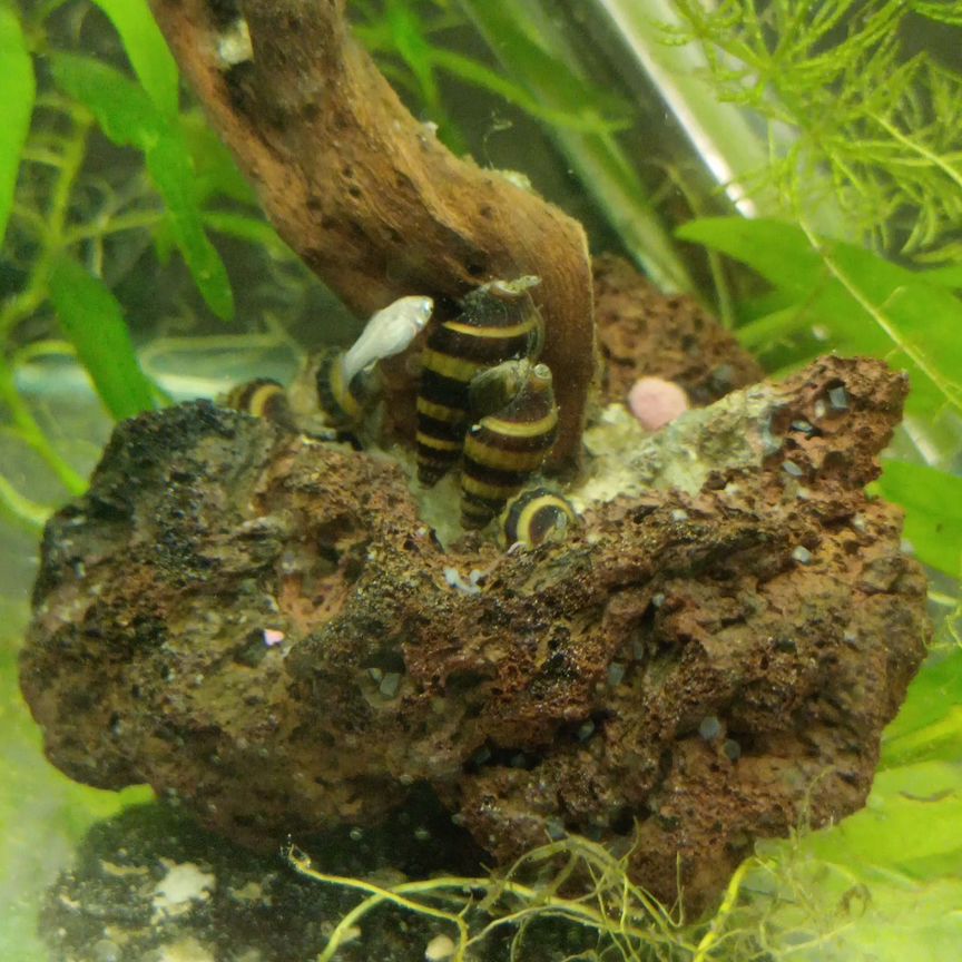 Улитка Хелена