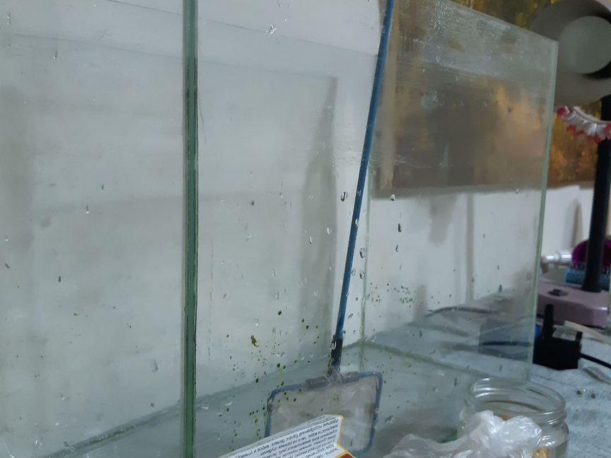 Аквариумные рыбки