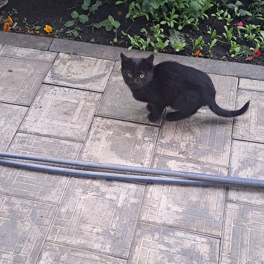 Отдам в добрые руки 4 черных котят