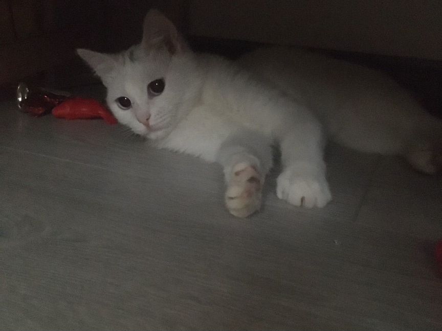Кошка в дар
