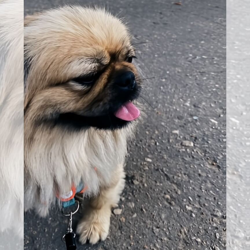 Пекинес, взрослая собака