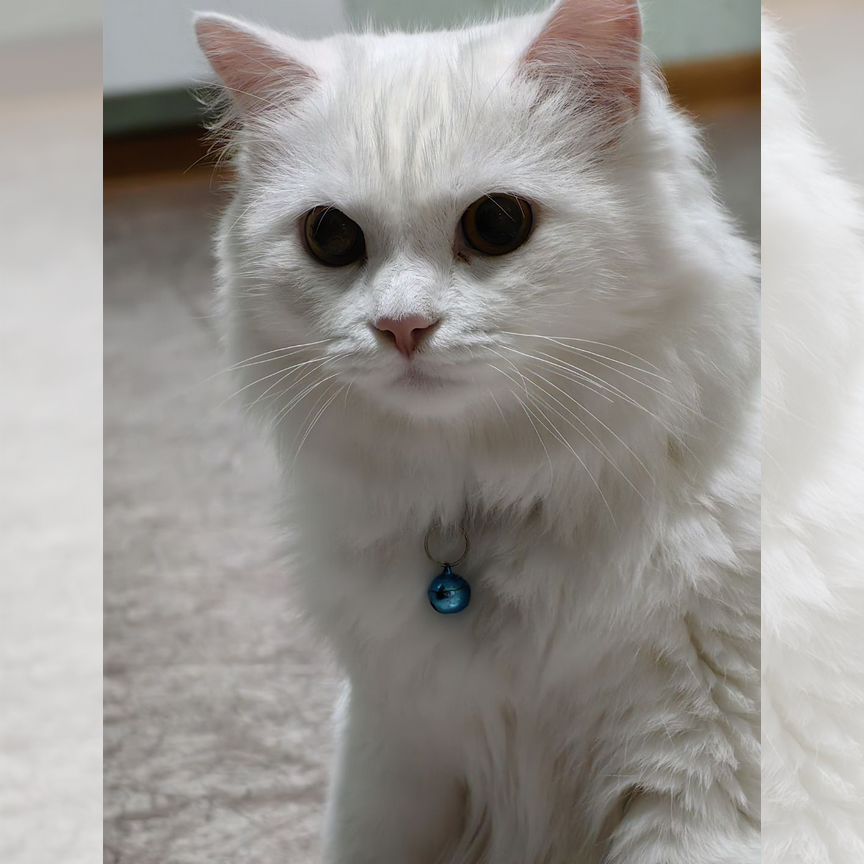 Кот на вязку