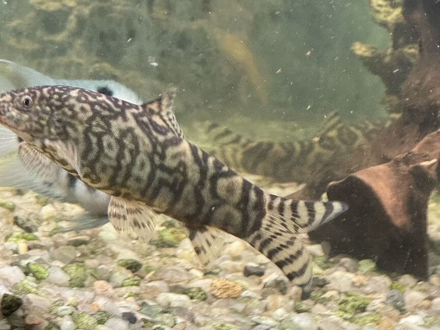 Боция мраморная