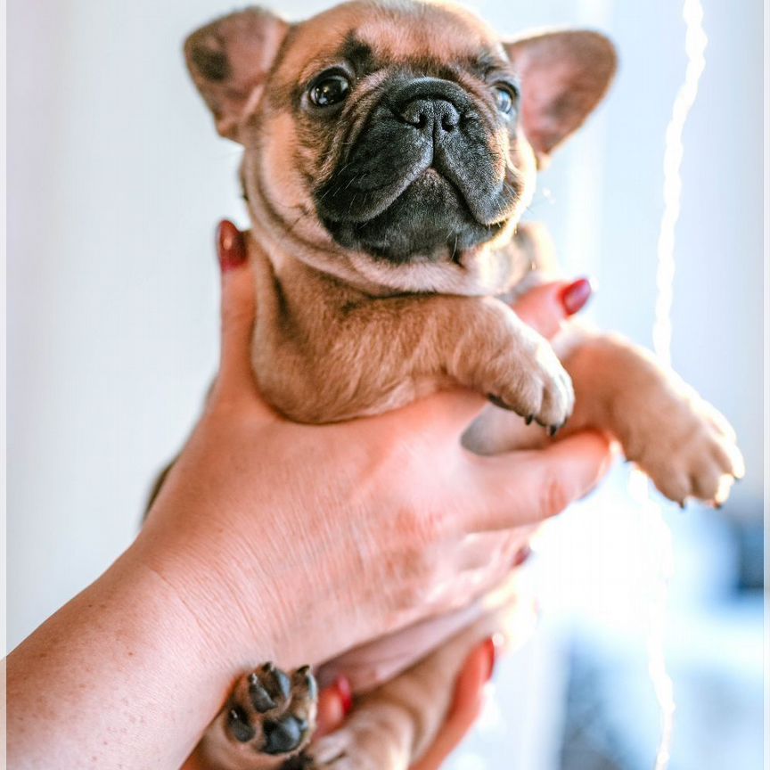 Французский бульдог, щенок