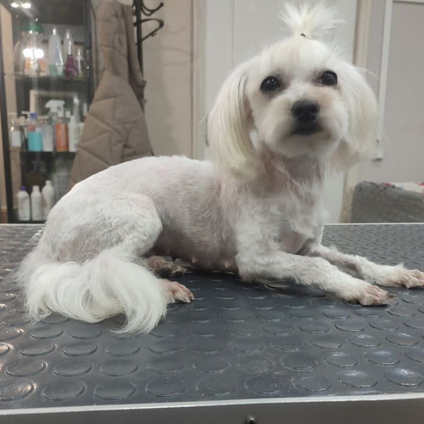 Мальтийская болонка, взрослая собака