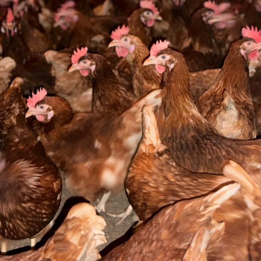 Куры молодки