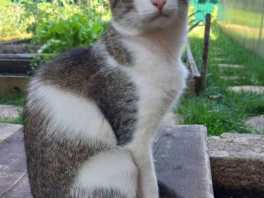 Кот