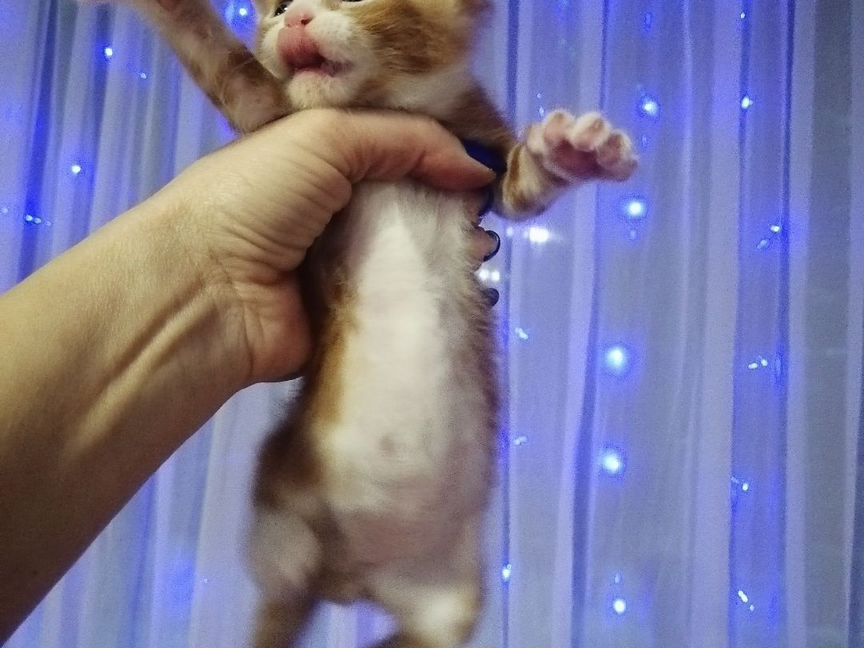 Котята рыжие