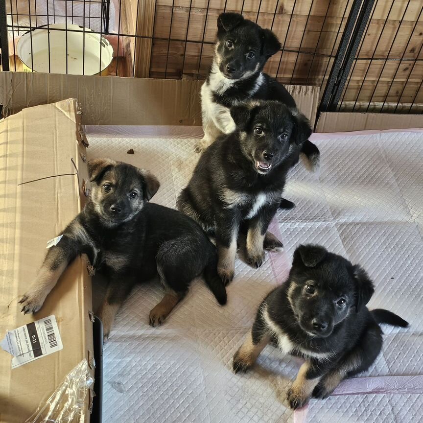 Щенки среднего роста девочки стерилизовать помогу