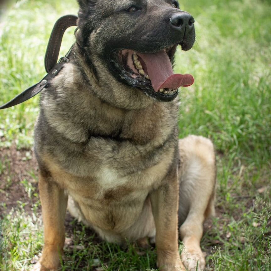 Цезарь из приюта