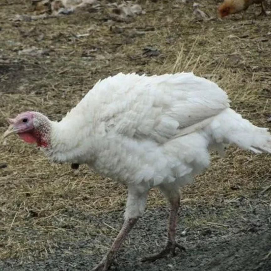 Индюки бройлеры