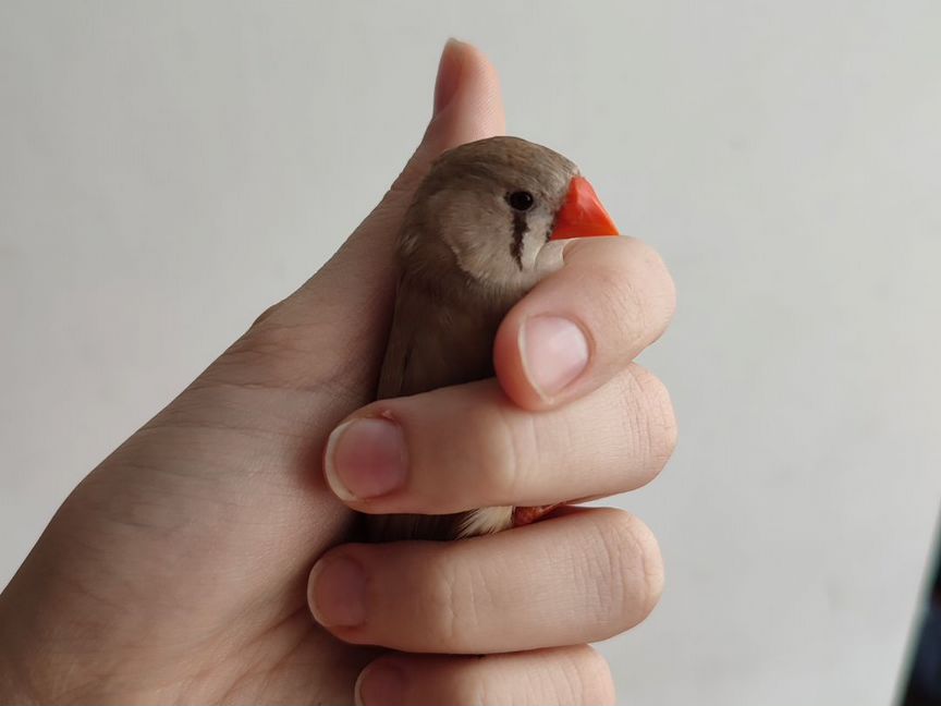 Зебровые амадины