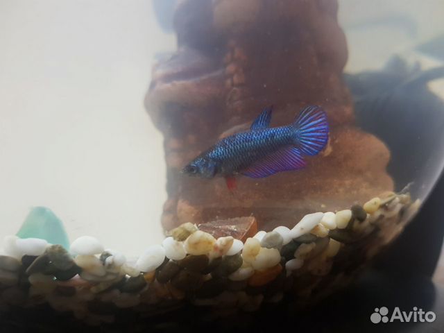 Рыба петушок (Самка)