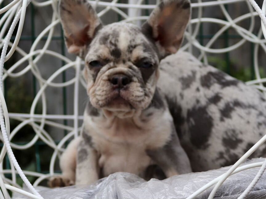 Французский бульдог щенки замечательных родителей