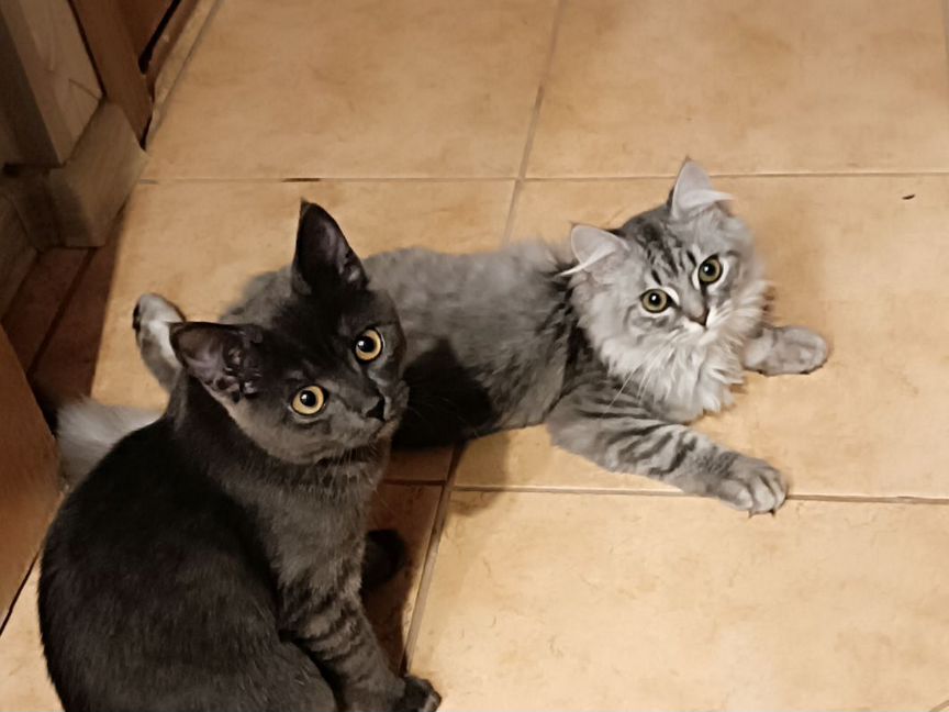 Котята (девочки)