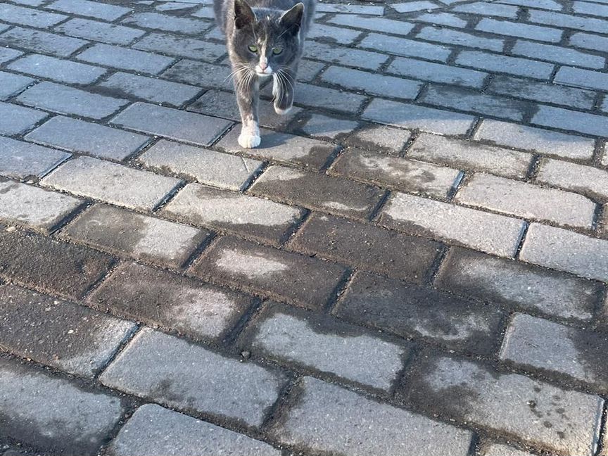 Кошка родит на улице