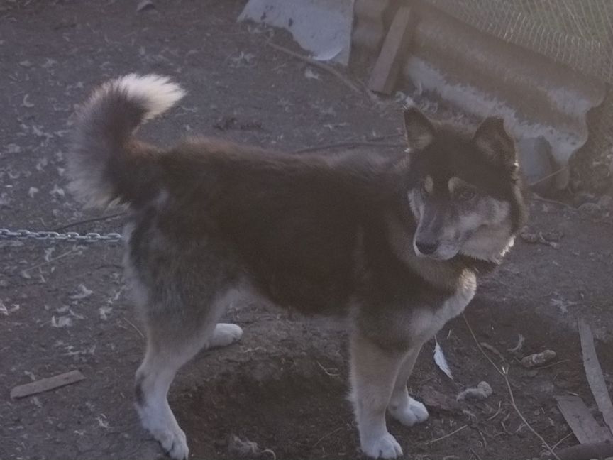 Адам бесплатно