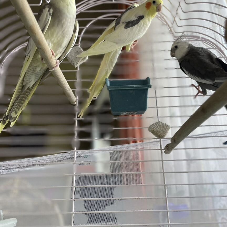 Попугай корелла с клеткой