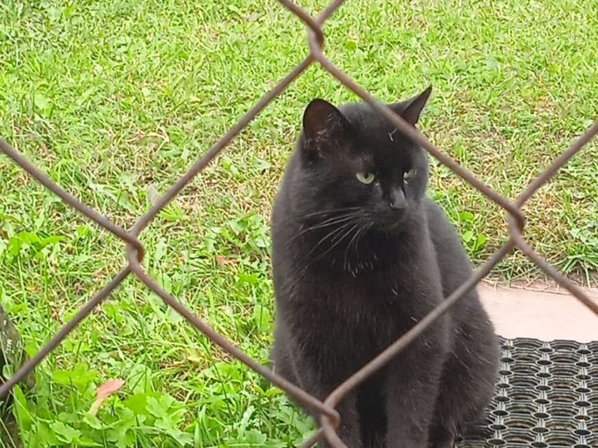 Кошка