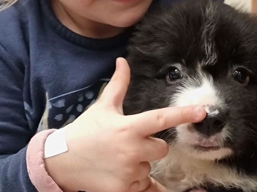 Бордер Колли