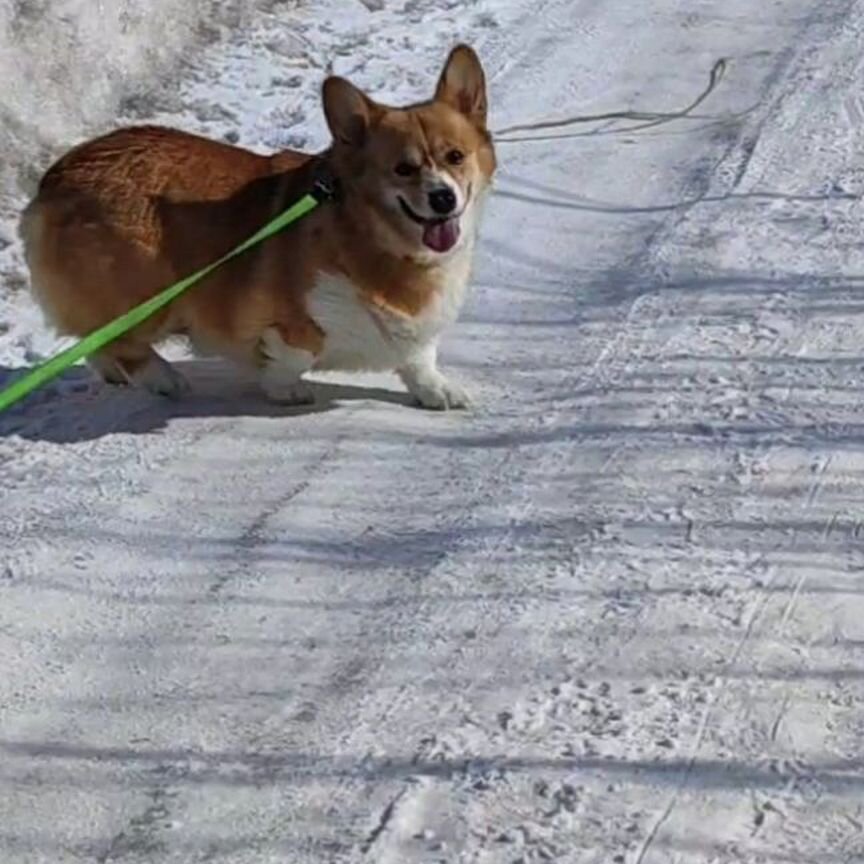 Вельш-корги девочка