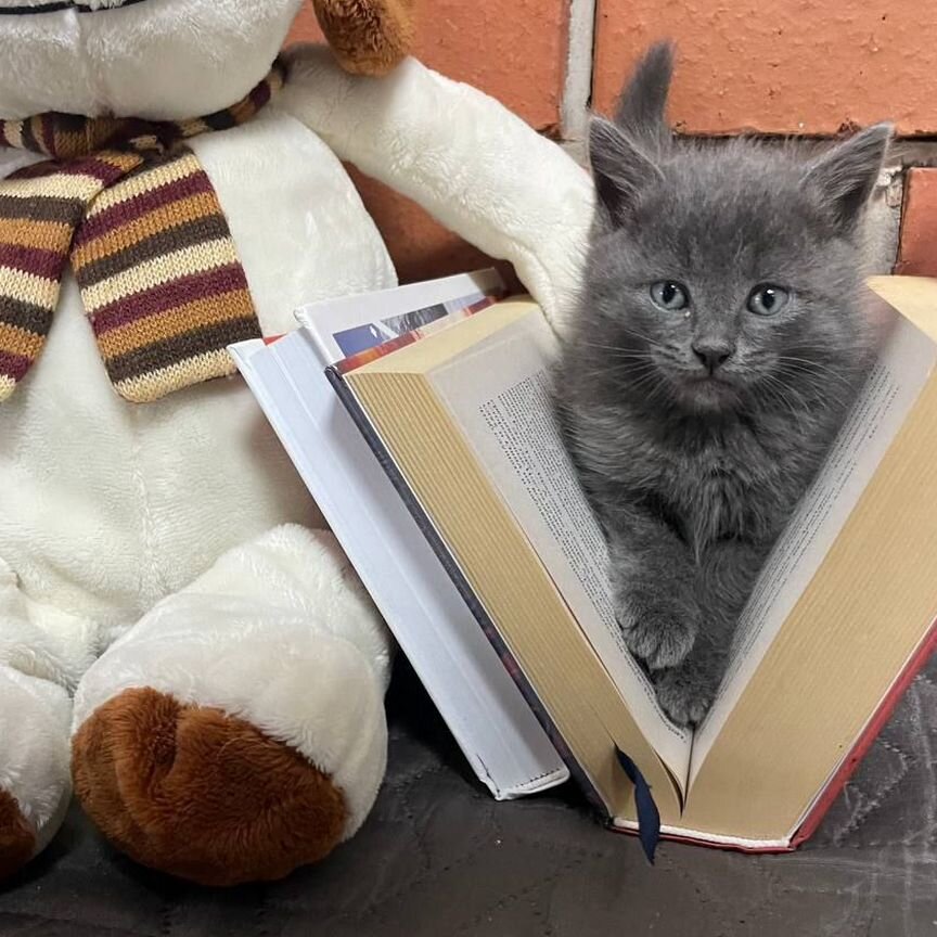 Котята в добрые руки мальчики 1 месяц
