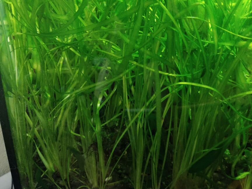 Валиснерия