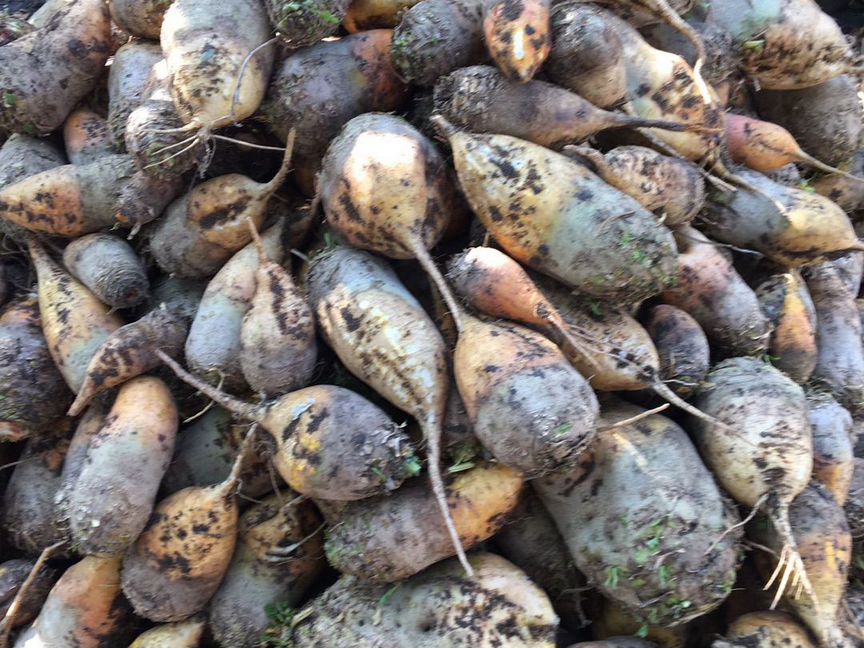 Свекла кормовая