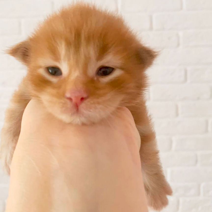 Котенок гигант породы мейкун