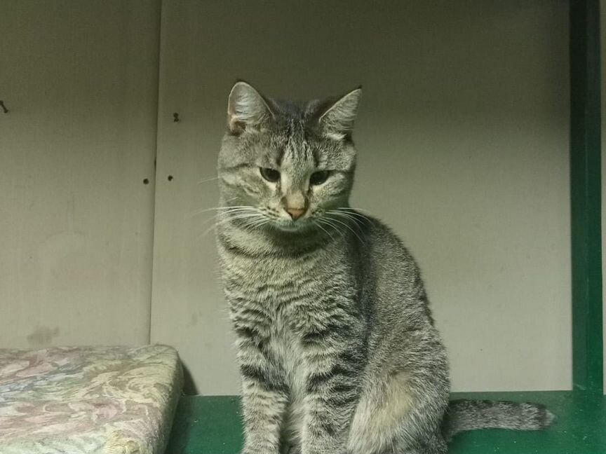 Котик в дар