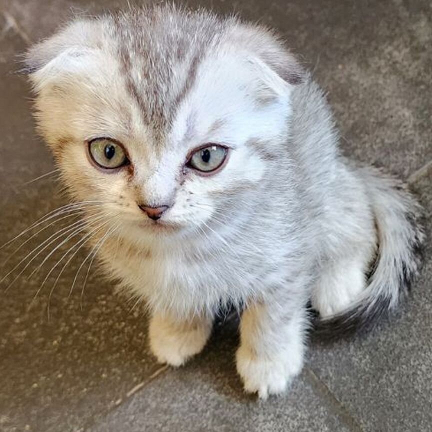 Шотландский вислоухий короткошёрстный котёнок